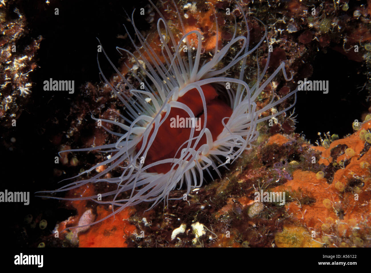 Fileclam High Resolution Stock Photography and Images - Alamy