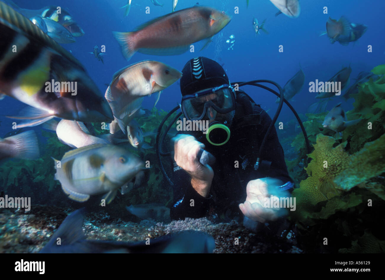 Attracting fish hi-res stock photography and images - Alamy