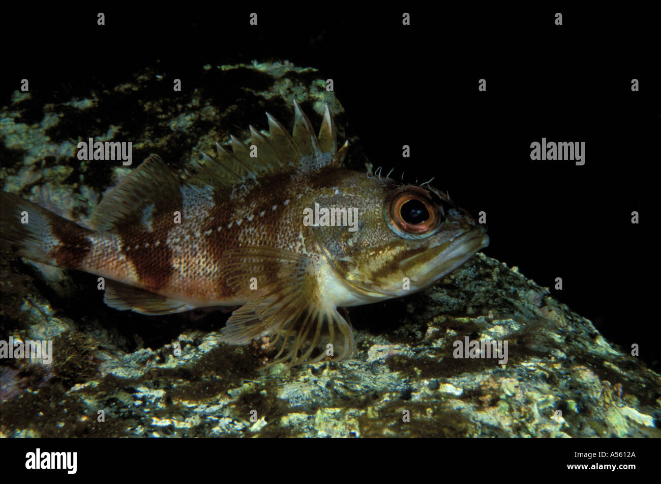 Sea Perch Helicolenus percoides Stock Photo - Alamy