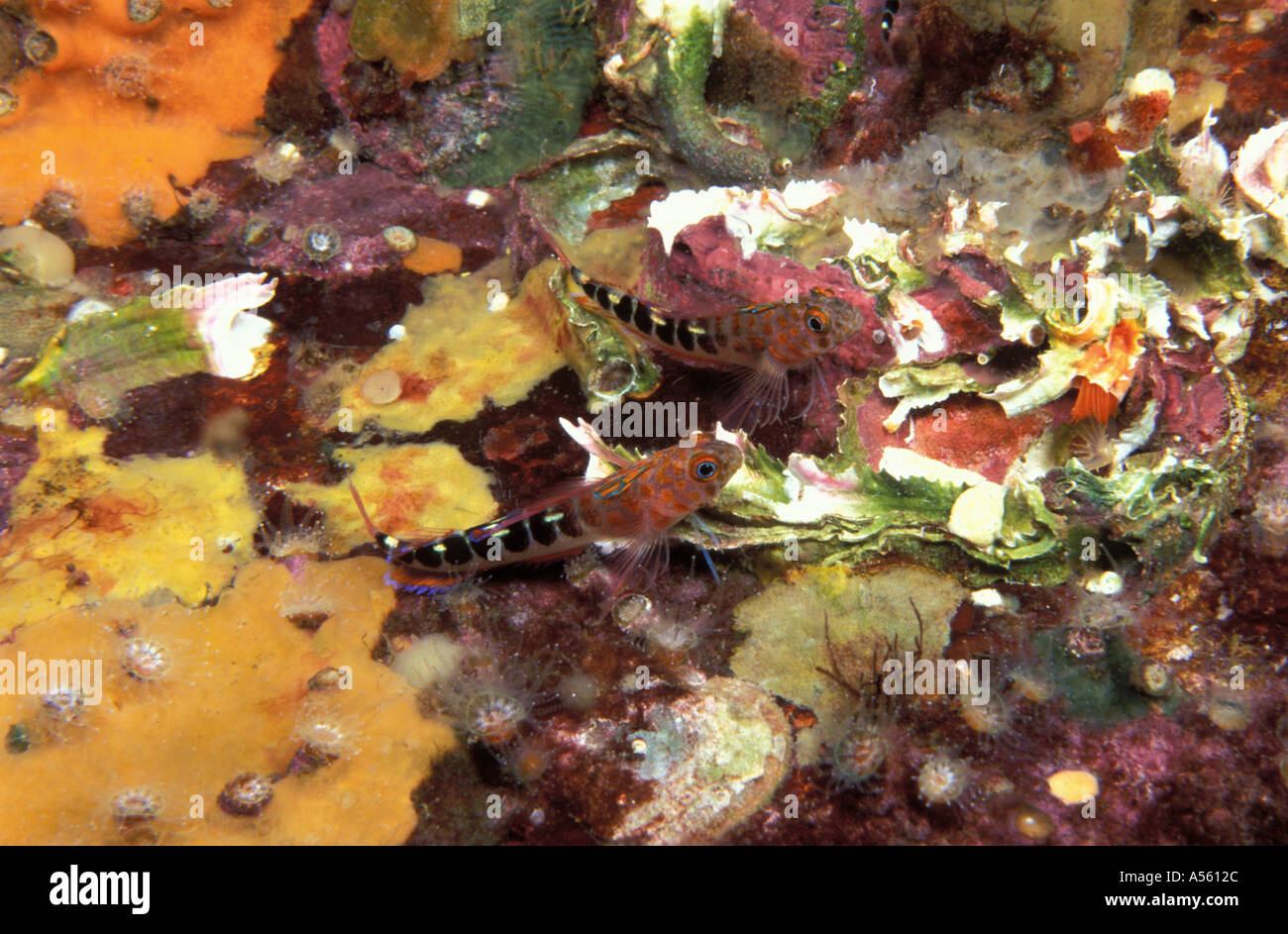 Notoclinops hi-res stock photography and images - Alamy