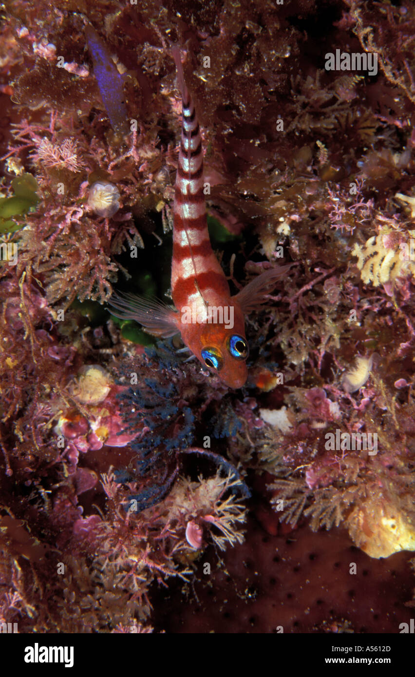 Blue eyed Triplefin Notoclinops segmentatus Stock Photo - Alamy
