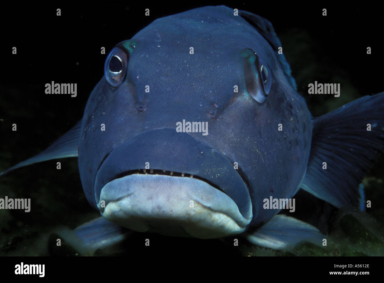 Parapercis Colias High Resolution Stock Photography and Images - Alamy