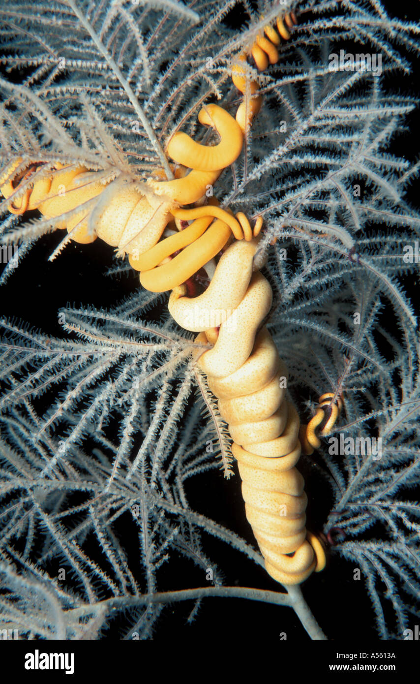 Snake Star Astrobrachion constrictum Stock Photo - Alamy