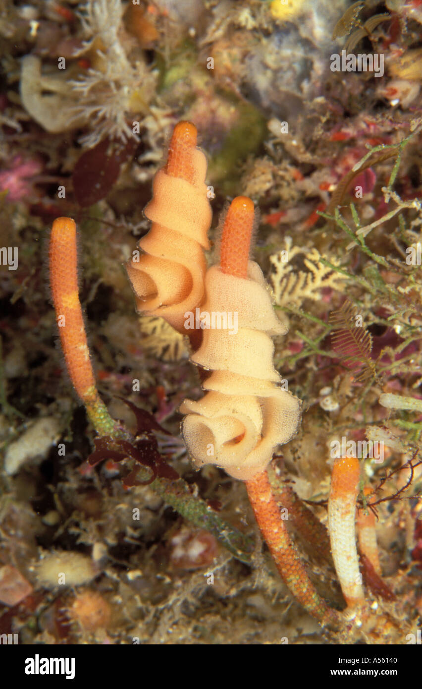 Nudibranch on eggs hi-res stock photography and images - Alamy
