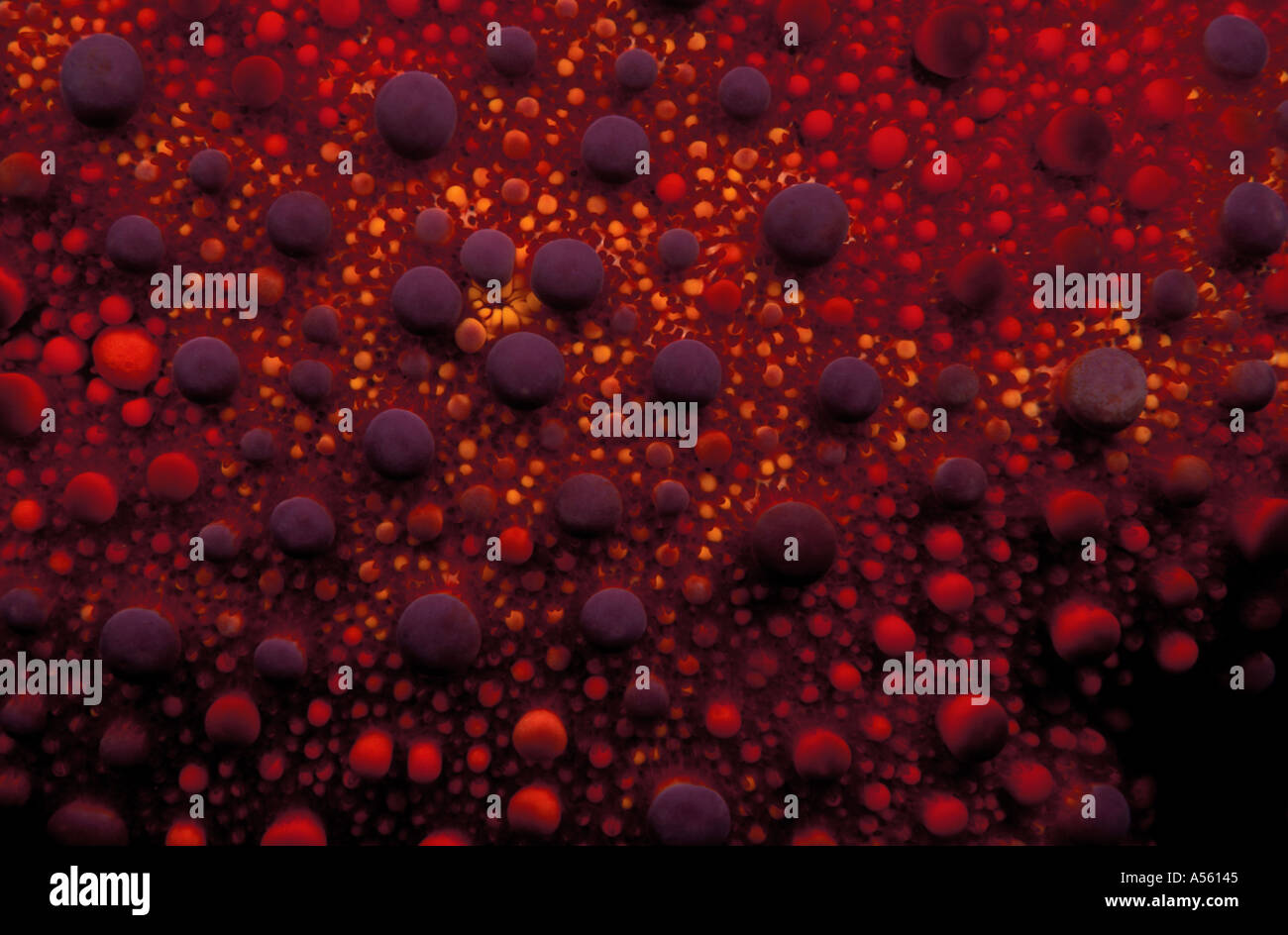 Asterodiscus hi-res stock photography and images - Alamy