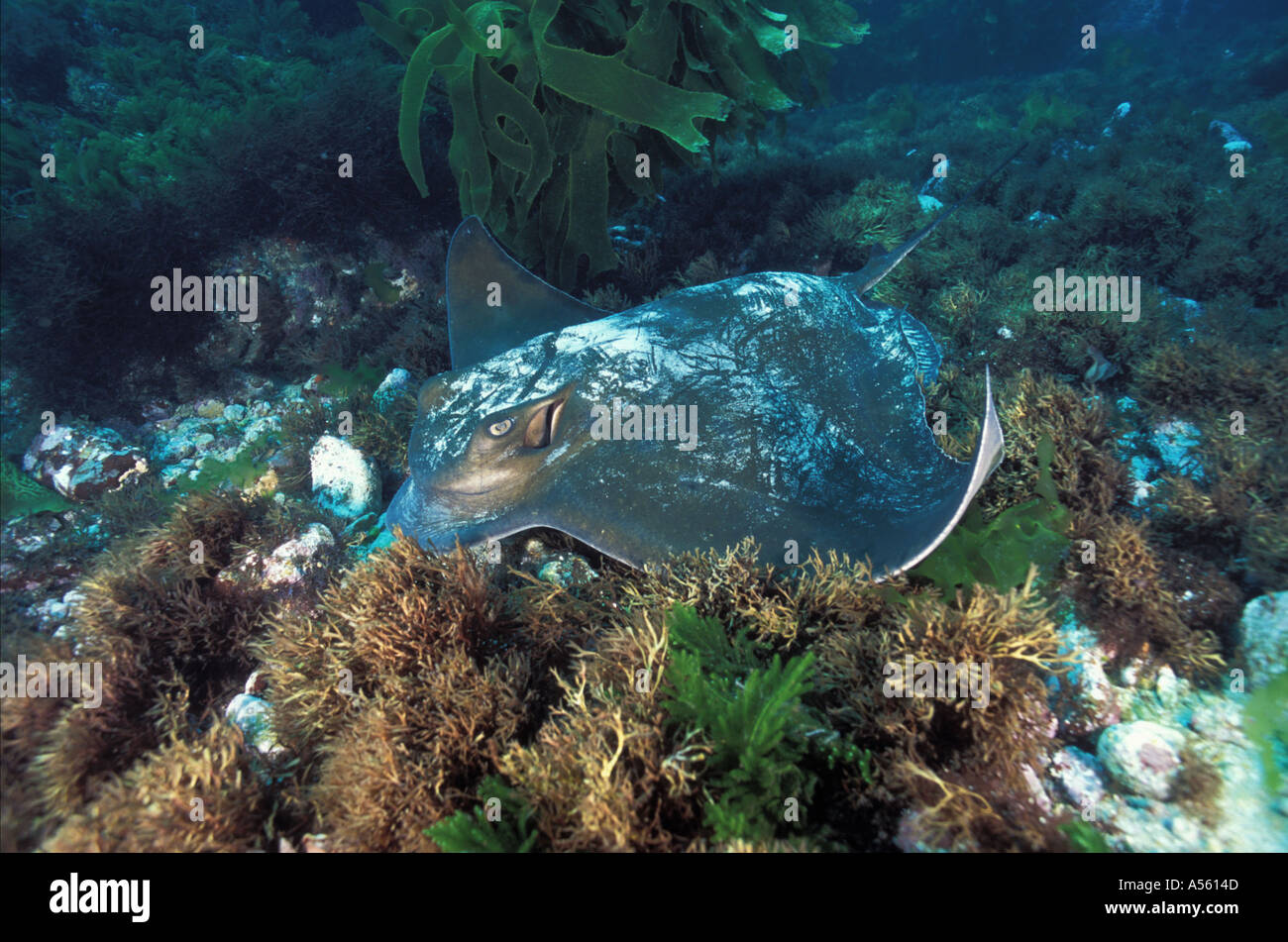New zealand eagle ray hi-res stock photography and images - Alamy