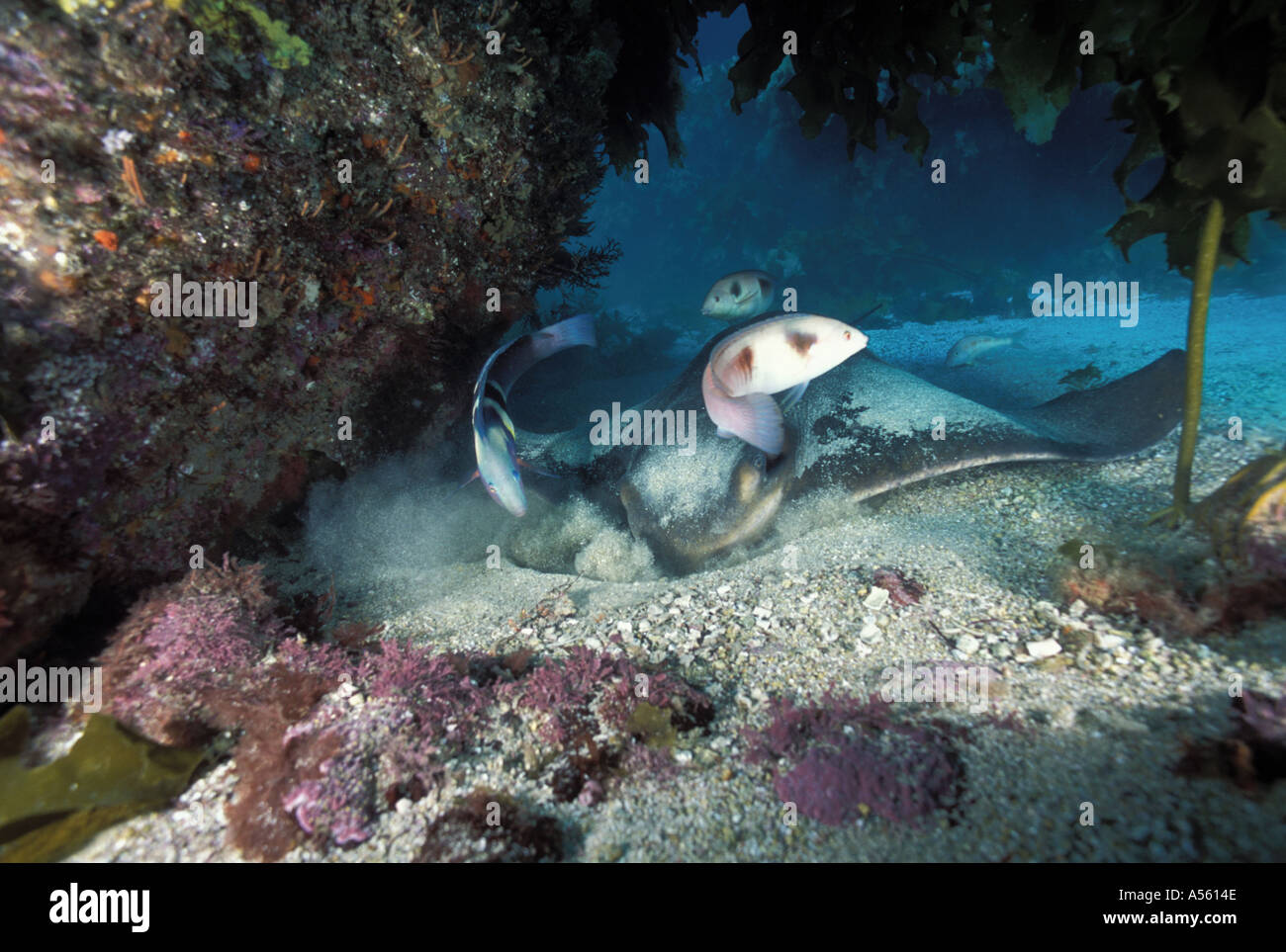 New zealand eagle ray hi-res stock photography and images - Alamy