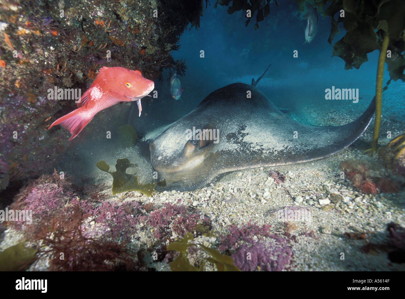 New zealand eagle ray hi-res stock photography and images - Alamy