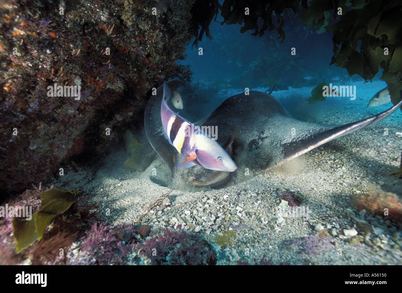 Eagle Ray Myliobatis tenuicaudatus feeding with wrasse Stock Photo - Alamy