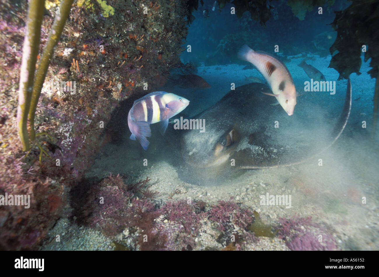 New zealand eagle ray hi-res stock photography and images - Alamy