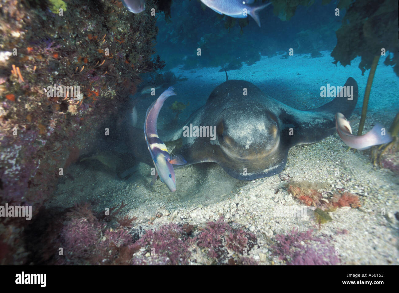 Eagle Ray Myliobatis tenuicaudatus feeding with wrasse Stock Photo - Alamy