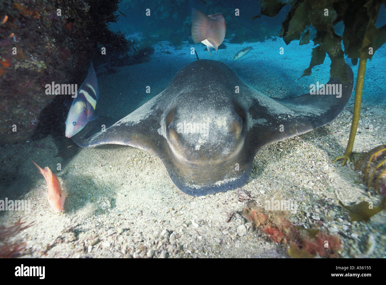 Eagle Ray Myliobatis tenuicaudatus feeding with wrasse Stock Photo - Alamy