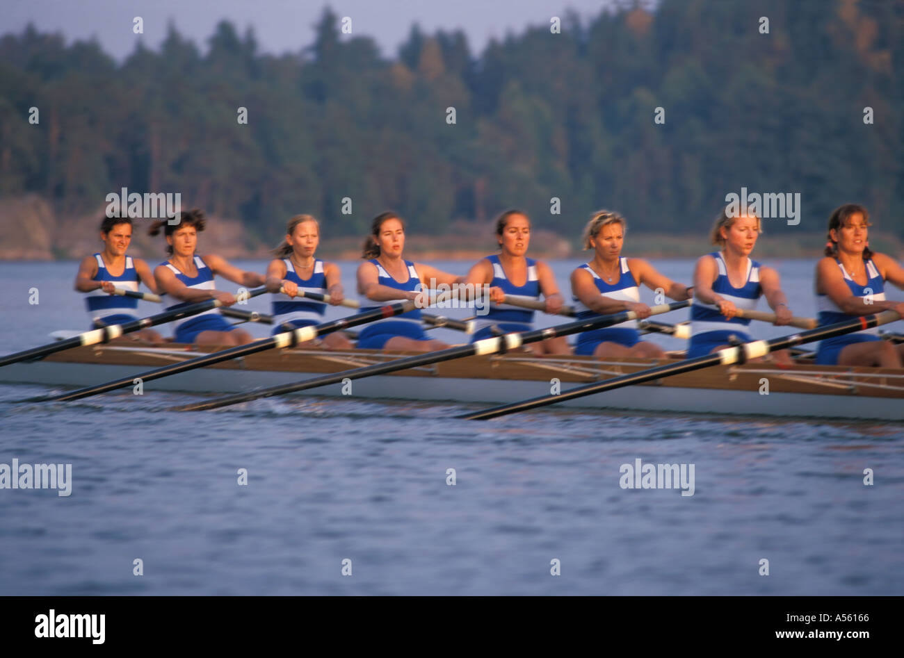 teamwork cooperation stockholms rowing club women team model released ...