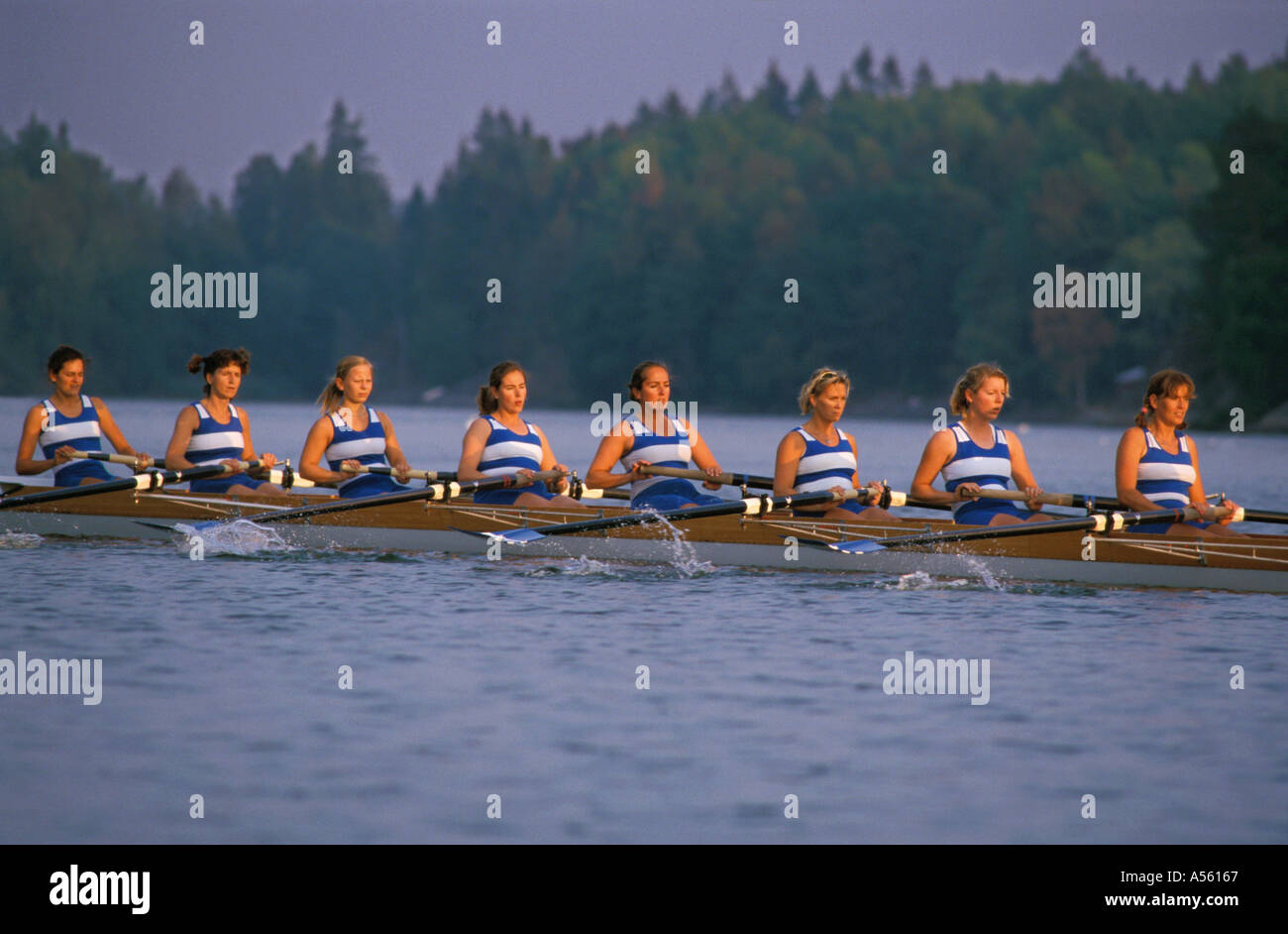 teamwork cooperation stockholms rowing club women team model released ...