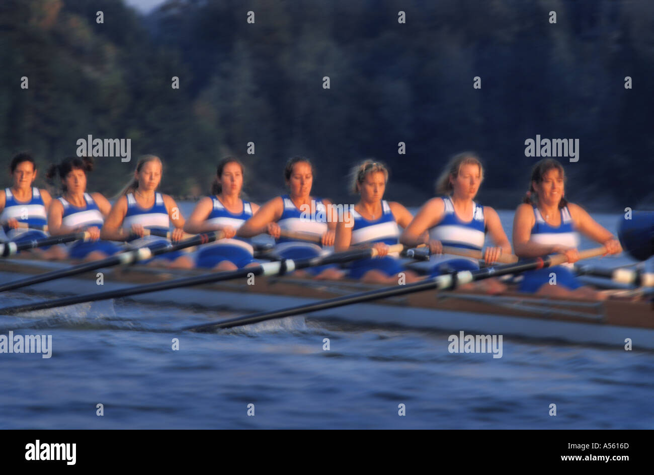 teamwork cooperation stockholms rowing club women team model released ...