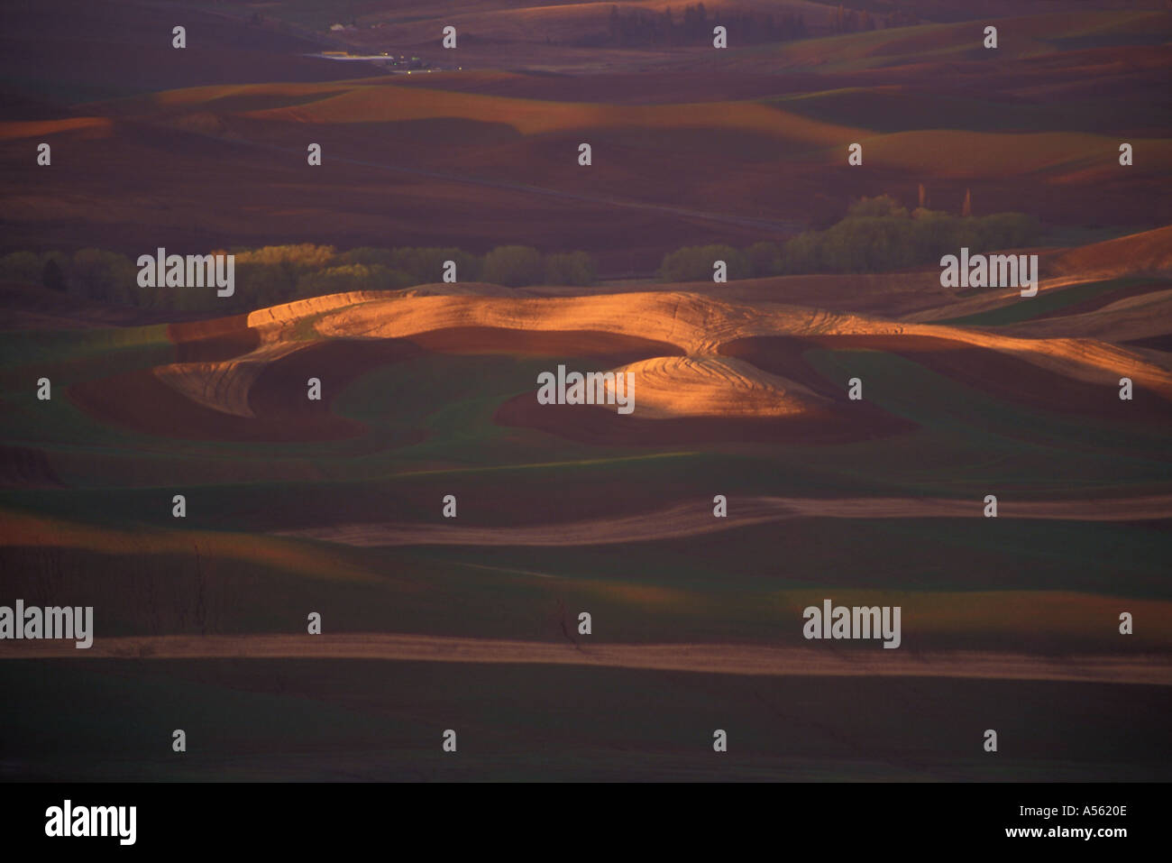 Rolling wheat fields Steptoe WA USA Stock Photo - Alamy