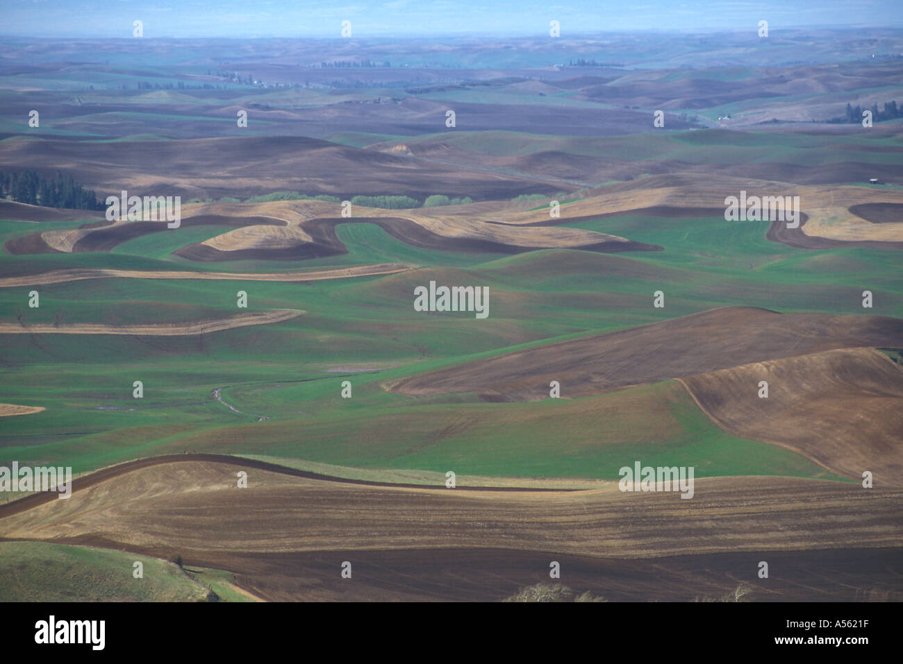 Rolling wheat fields Steptoe WA USA Stock Photo - Alamy