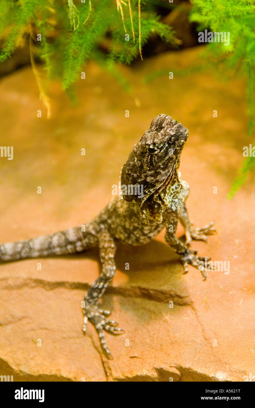 The frilled neck lizard hi-res stock photography and images - Alamy