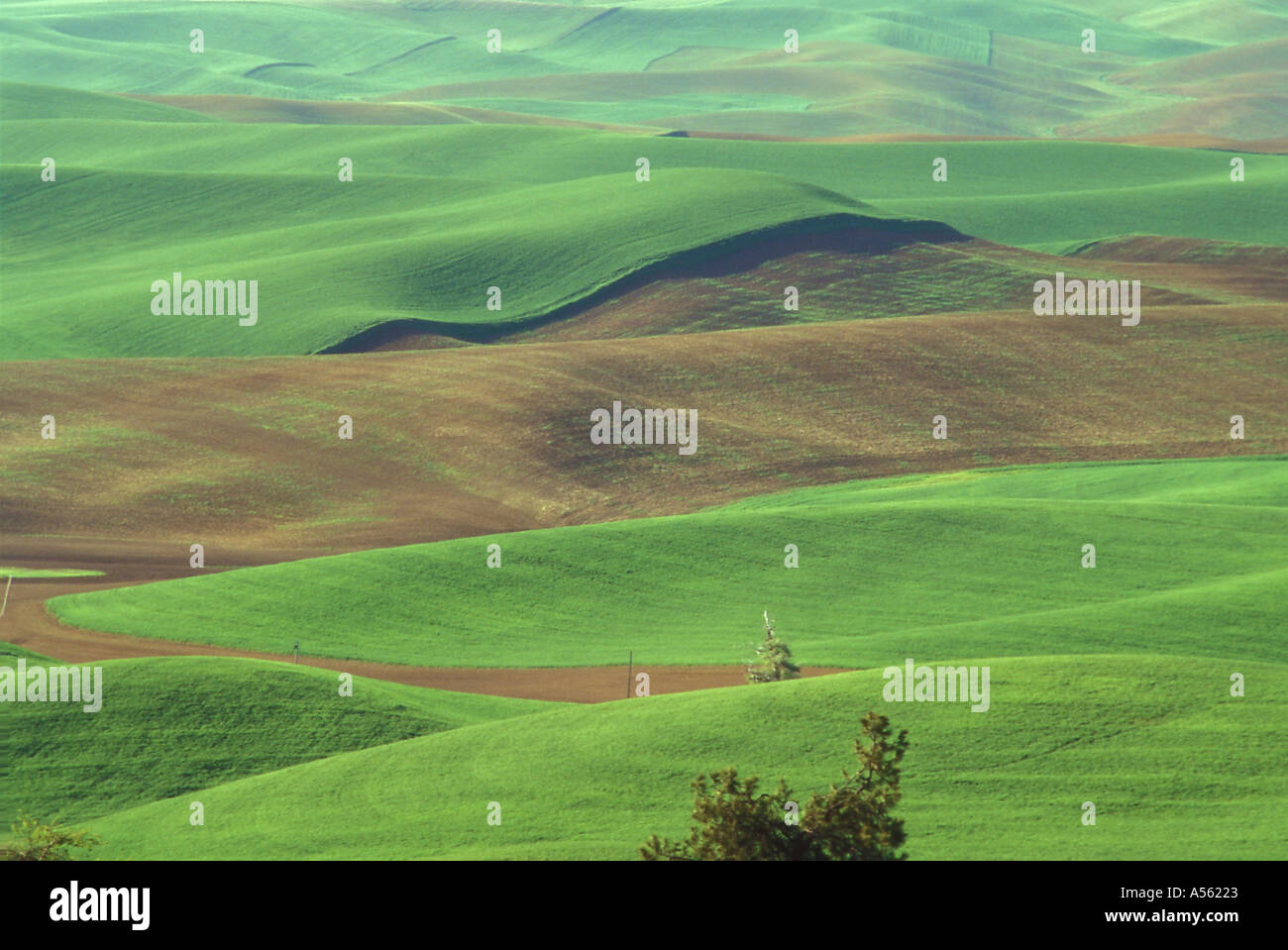 Rolling wheat fields Steptoe WA USA Stock Photo - Alamy