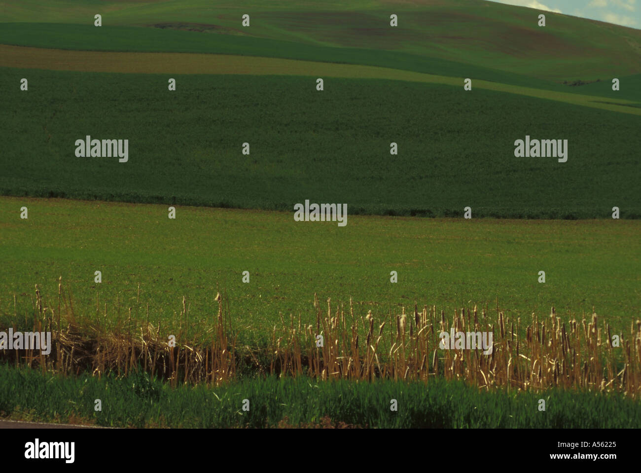 Rolling wheat fields Steptoe WA USA Stock Photo - Alamy