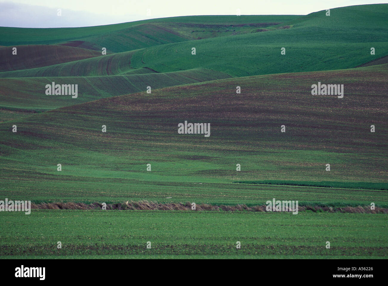 Rolling wheat fields Steptoe WA USA Stock Photo - Alamy
