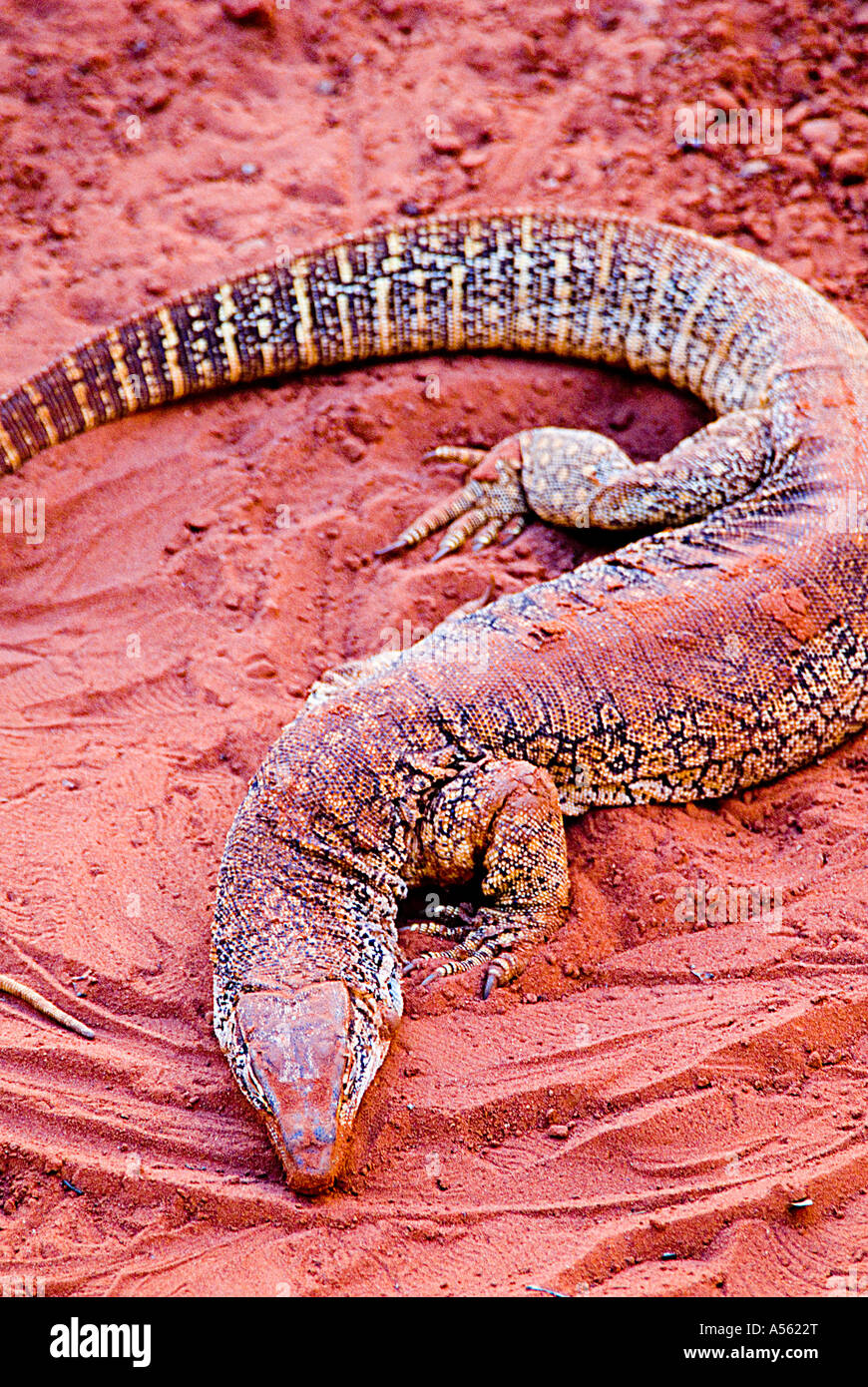 Deep Sand goanna lizard Varanaus gouldii Stock Photo - Alamy