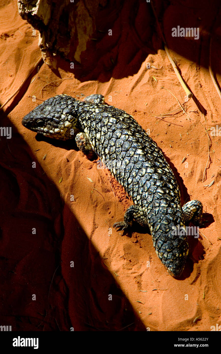 Australian Shingleback lizard Trachydosaurus rugosus Stock Photo - Alamy