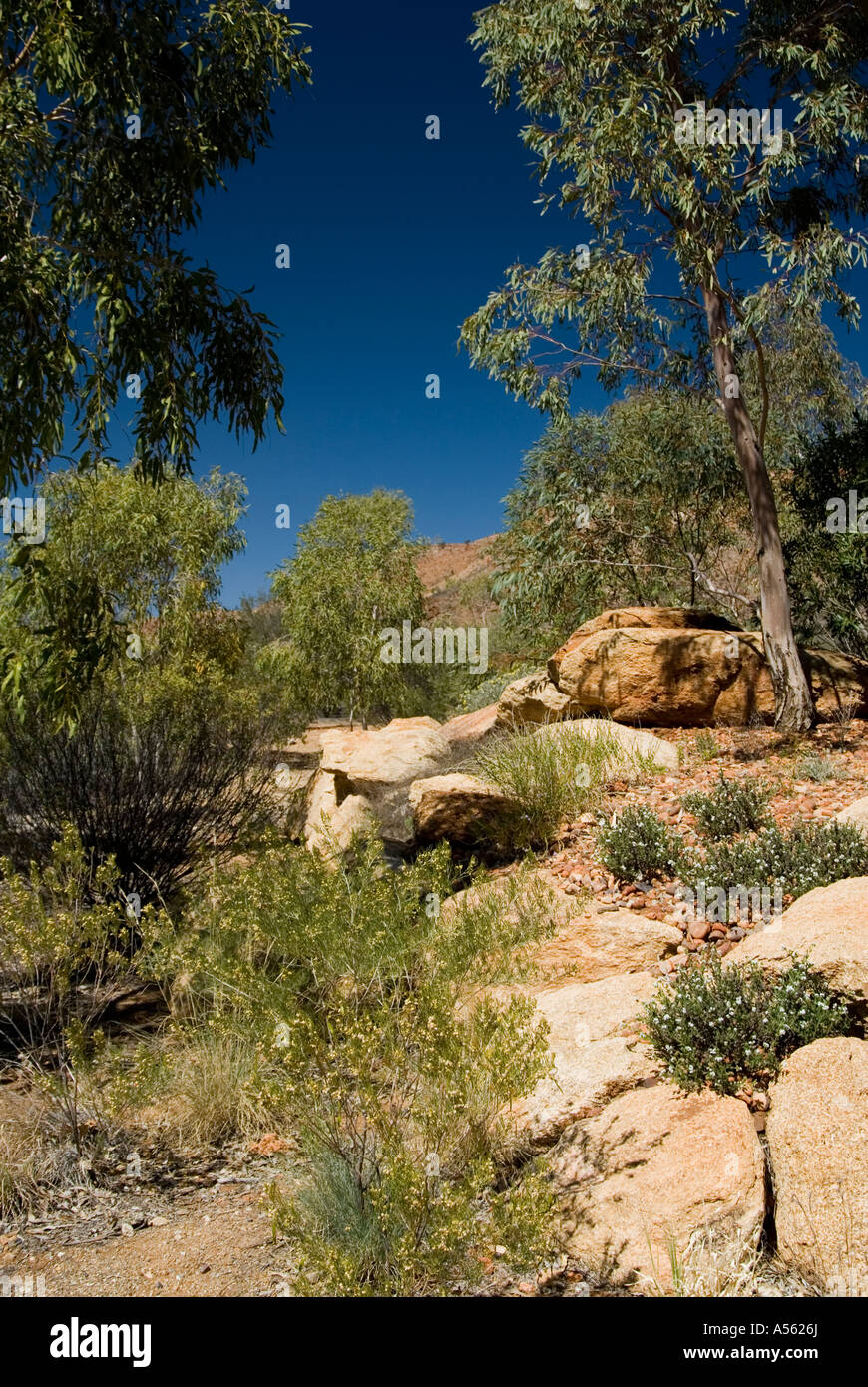 Alice Springs Desert Park in Australia Stock Photo - Alamy