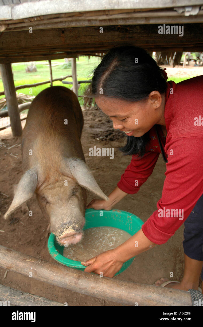 Painet ix1981 cambodia woman feeding pig kampong thom country ...