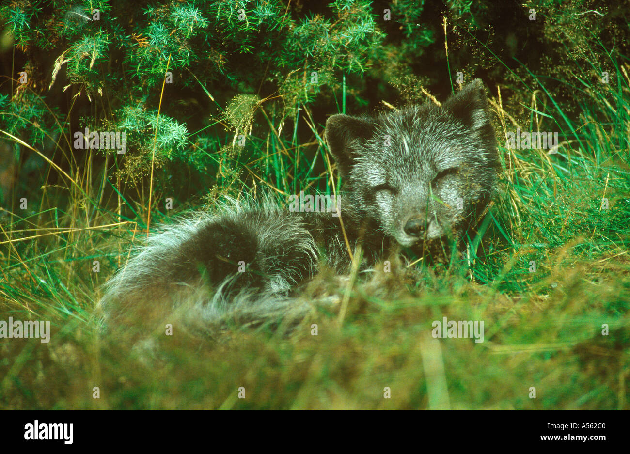 Arctic Fox Highland Wildlife Centre Kingussie Scotland U K Stock Photo ...