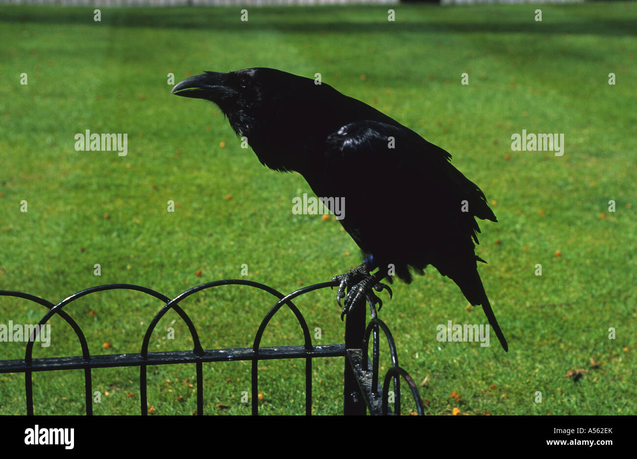 Raven at The Tower of London England Stock Photo - Alamy