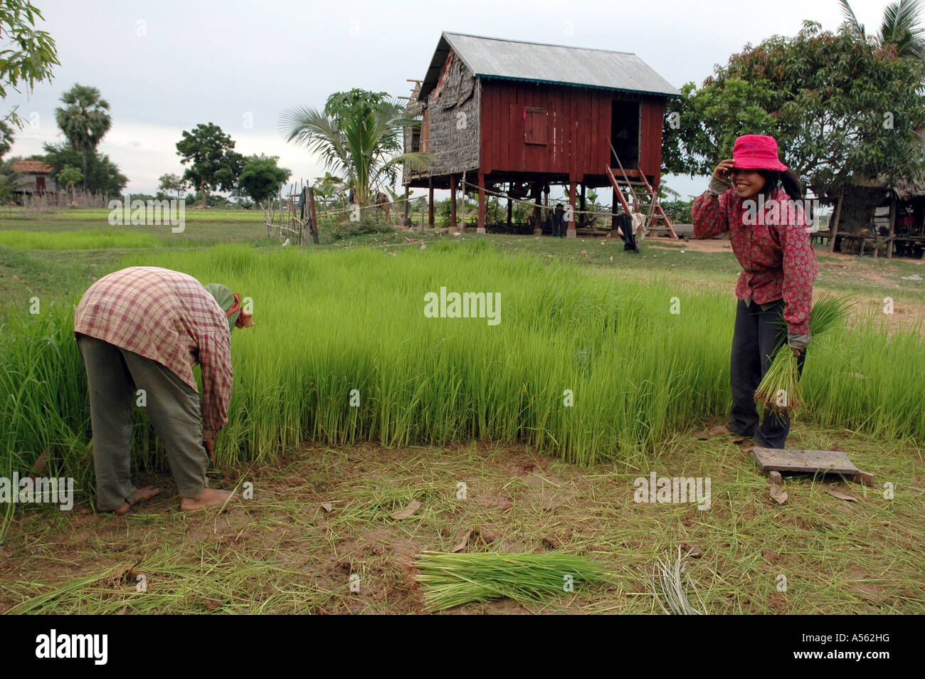 Painet ix2002 cambodia farmers collecting rice seedlings for ...