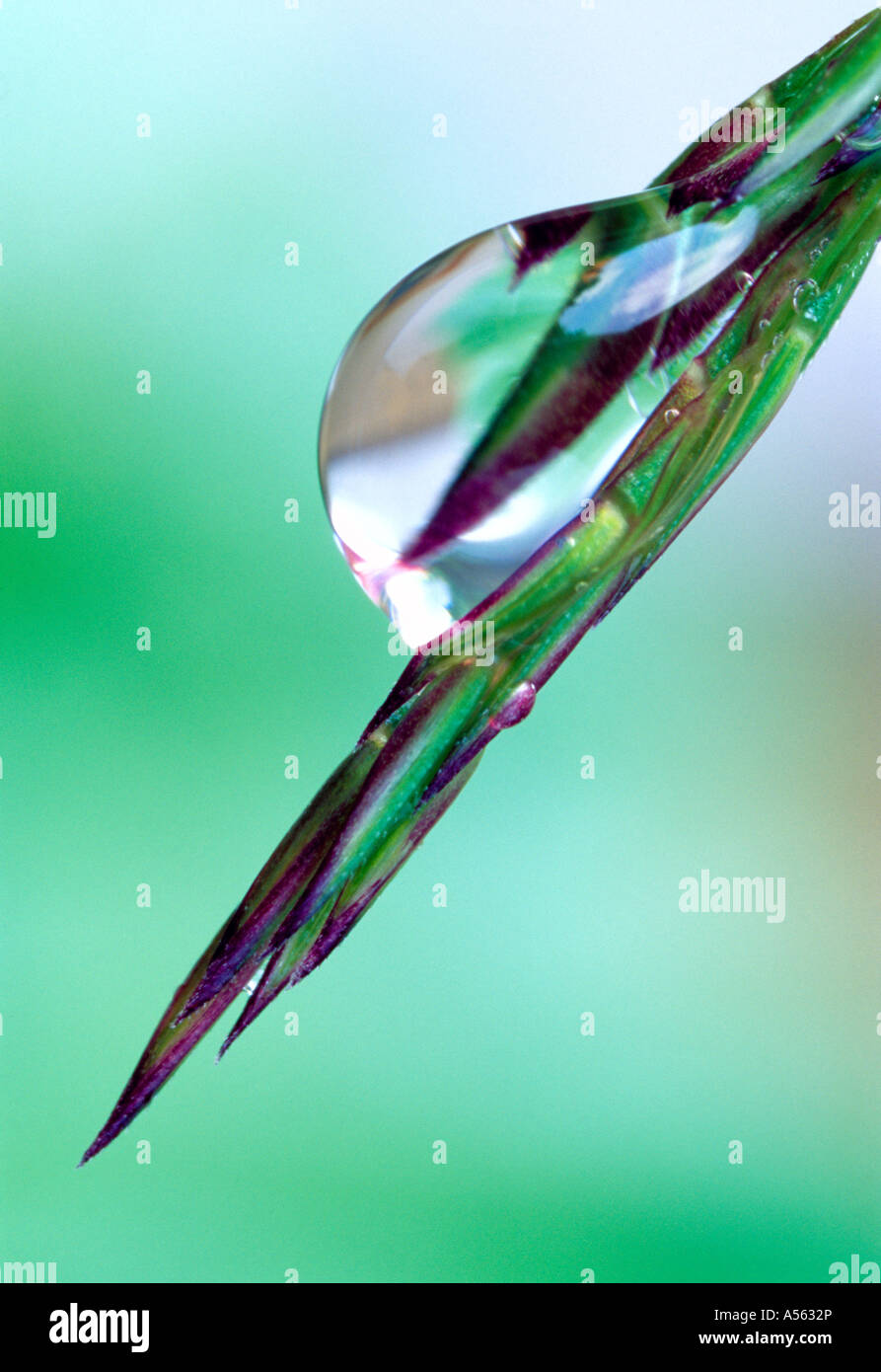 Highly magnified hi-res stock photography and images - Alamy