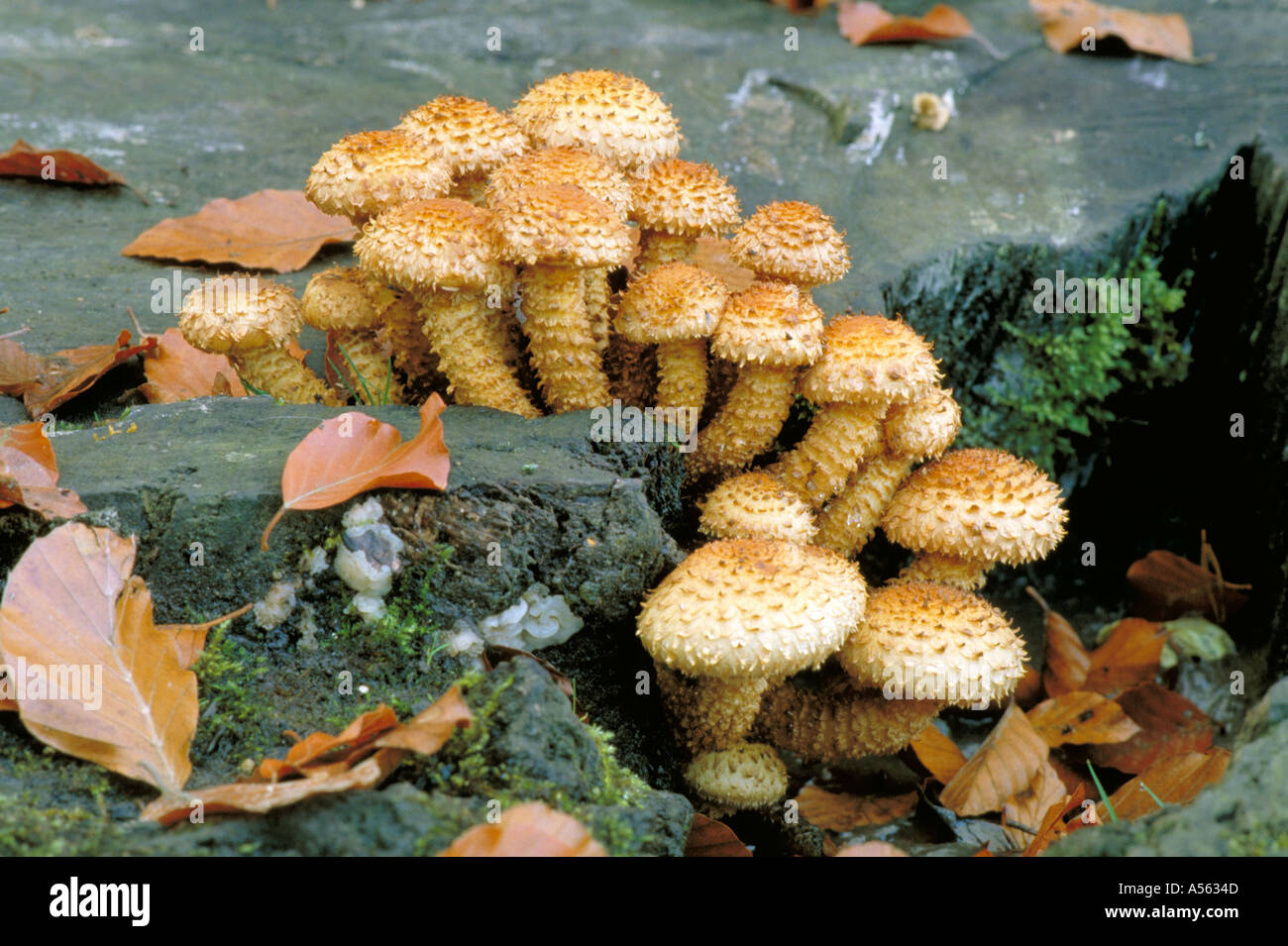 Shaggy pholiota fungus Stock Photo - Alamy