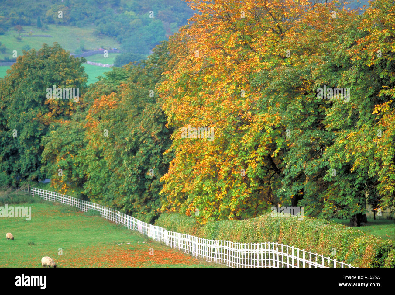 Green gold autumn colours hi-res stock photography and images - Alamy