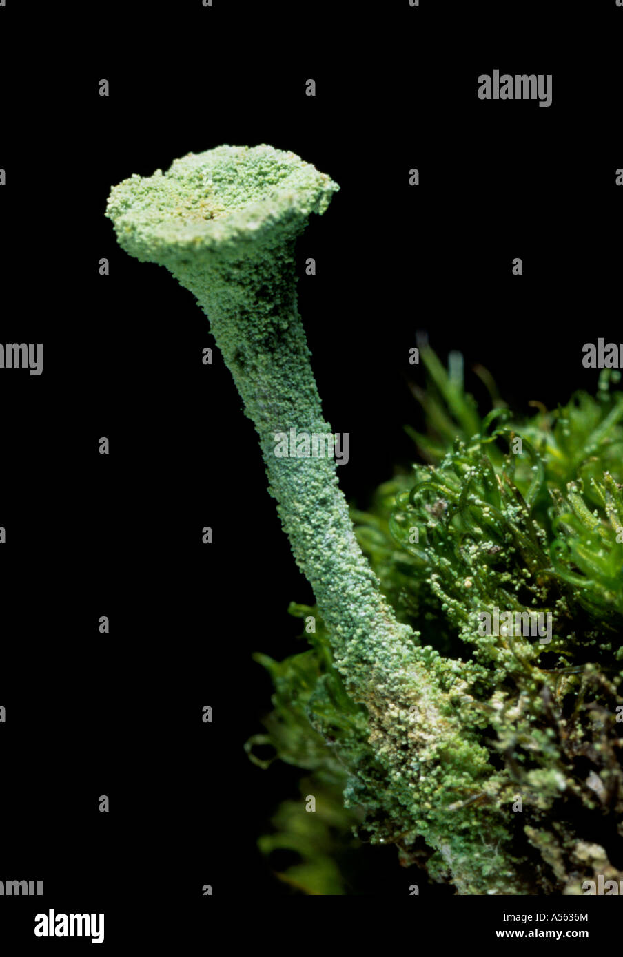 Pixie Cup Lichen Cladonia fimbriata, highly magnified. Kent England UK ...