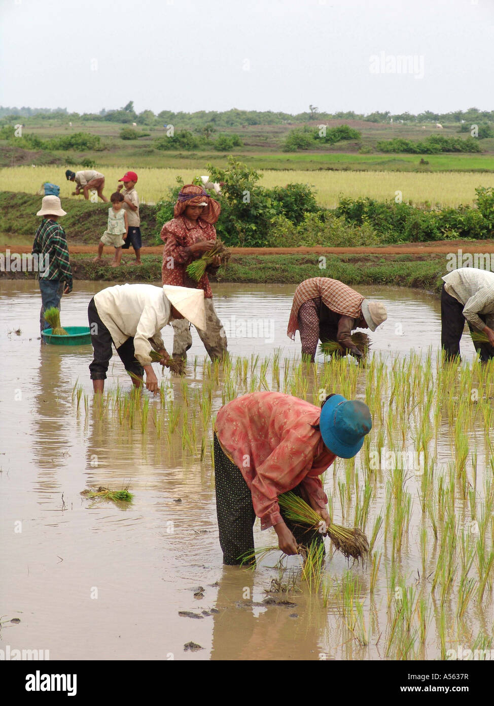 Group people threshing rice crop hi-res stock photography and images ...