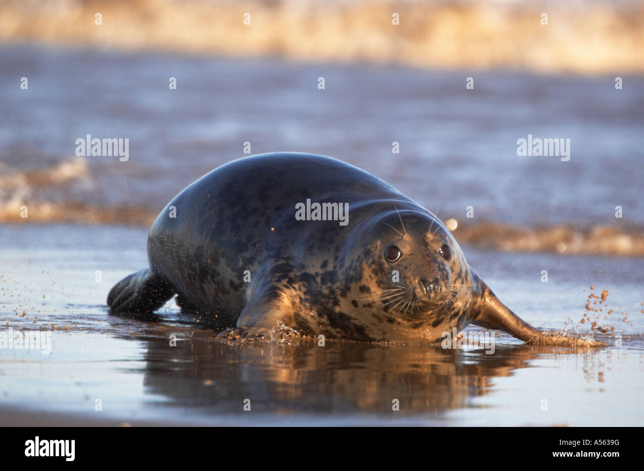 Grey Seal At Donna Nook Lincolnshire Stock Photo - Alamy