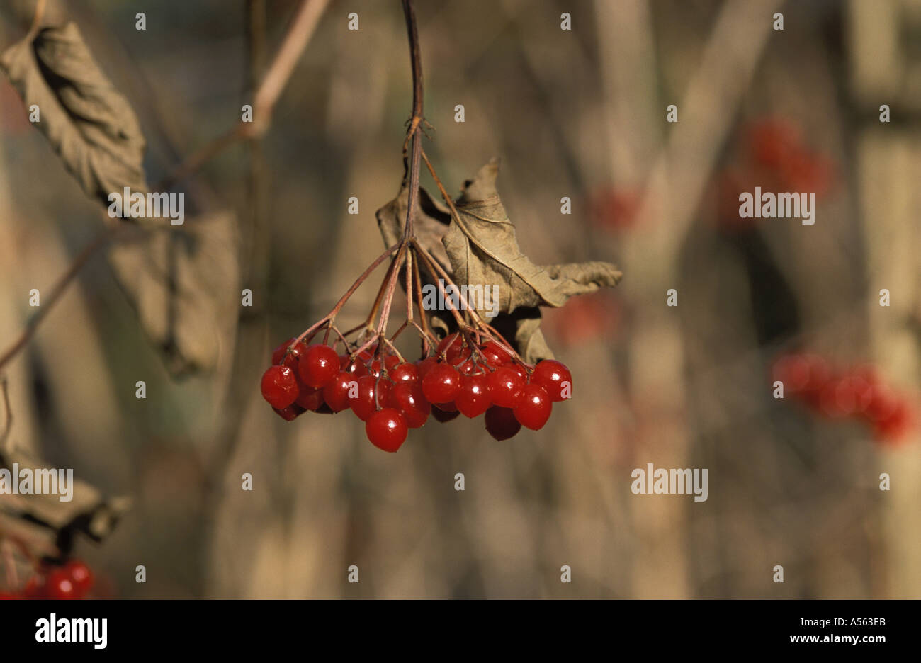 Rose water berry hi-res stock photography and images - Alamy