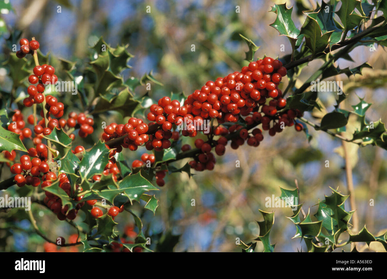 Female holly tree with berries hi-res stock photography and images - Alamy