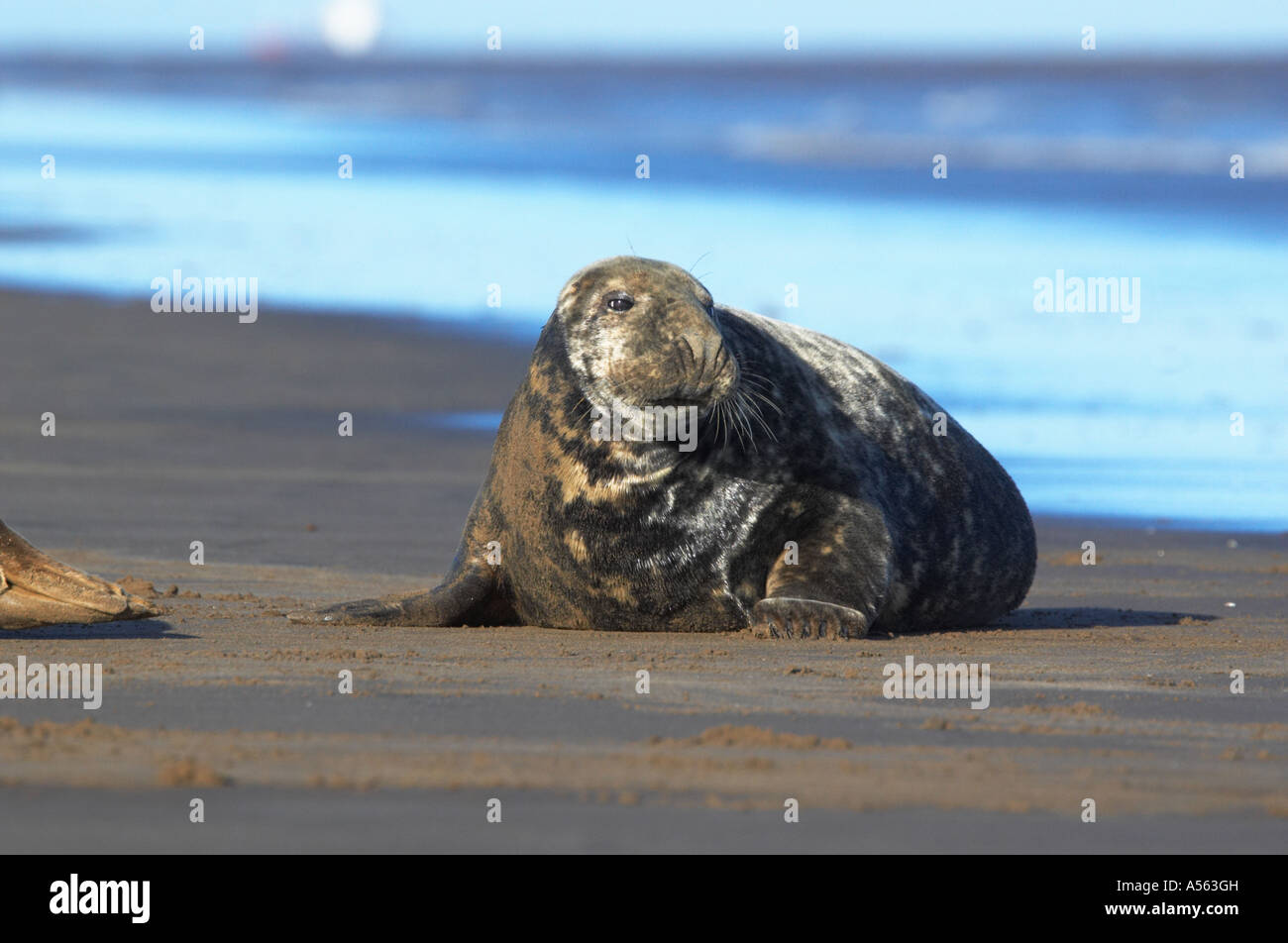 Grey Seal At Donna Nook Lincolnshire Stock Photo - Alamy