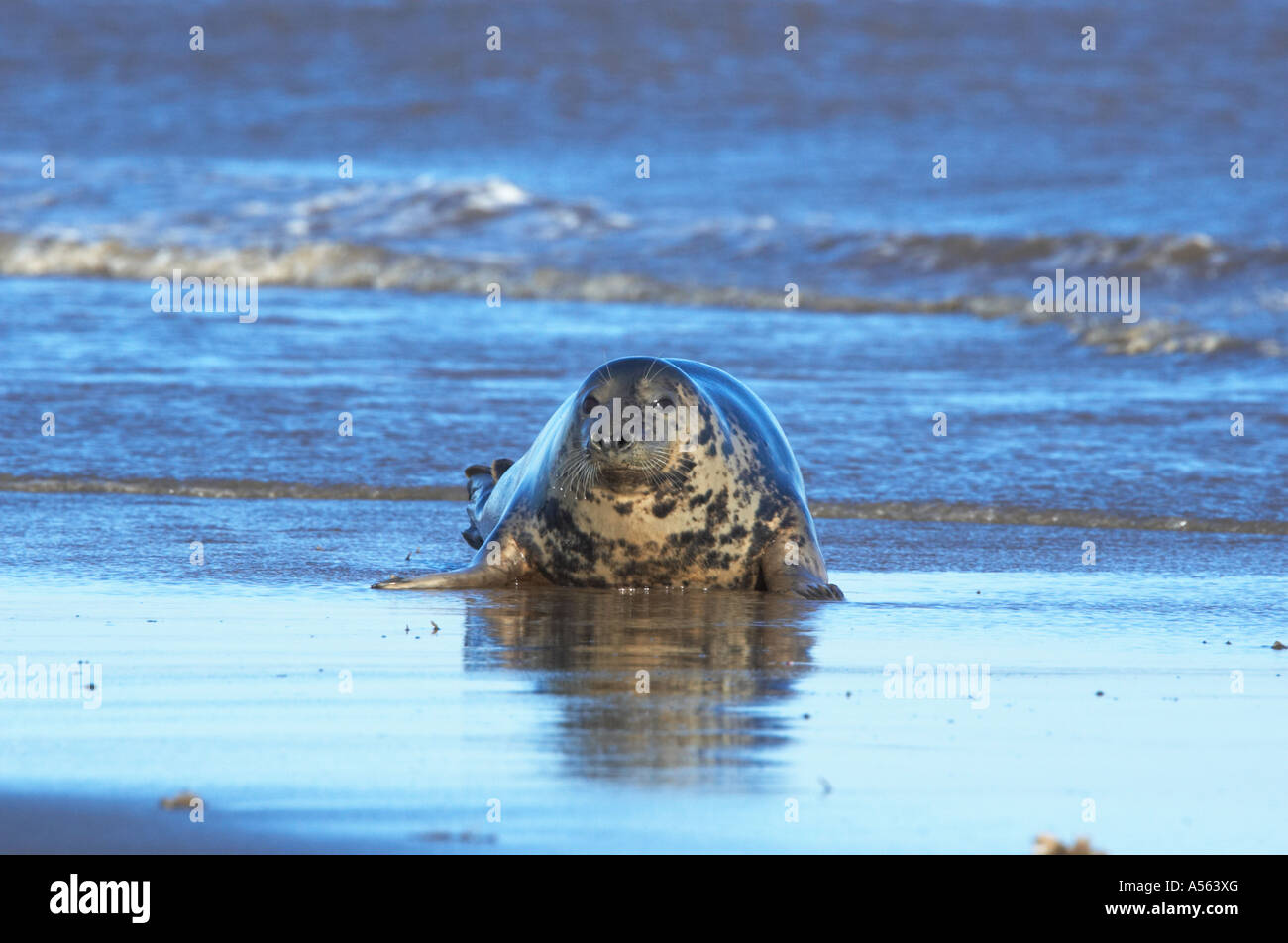 Grey Seal At Donna Nook Lincolnshire Seals Water Sea Stock Photo - Alamy
