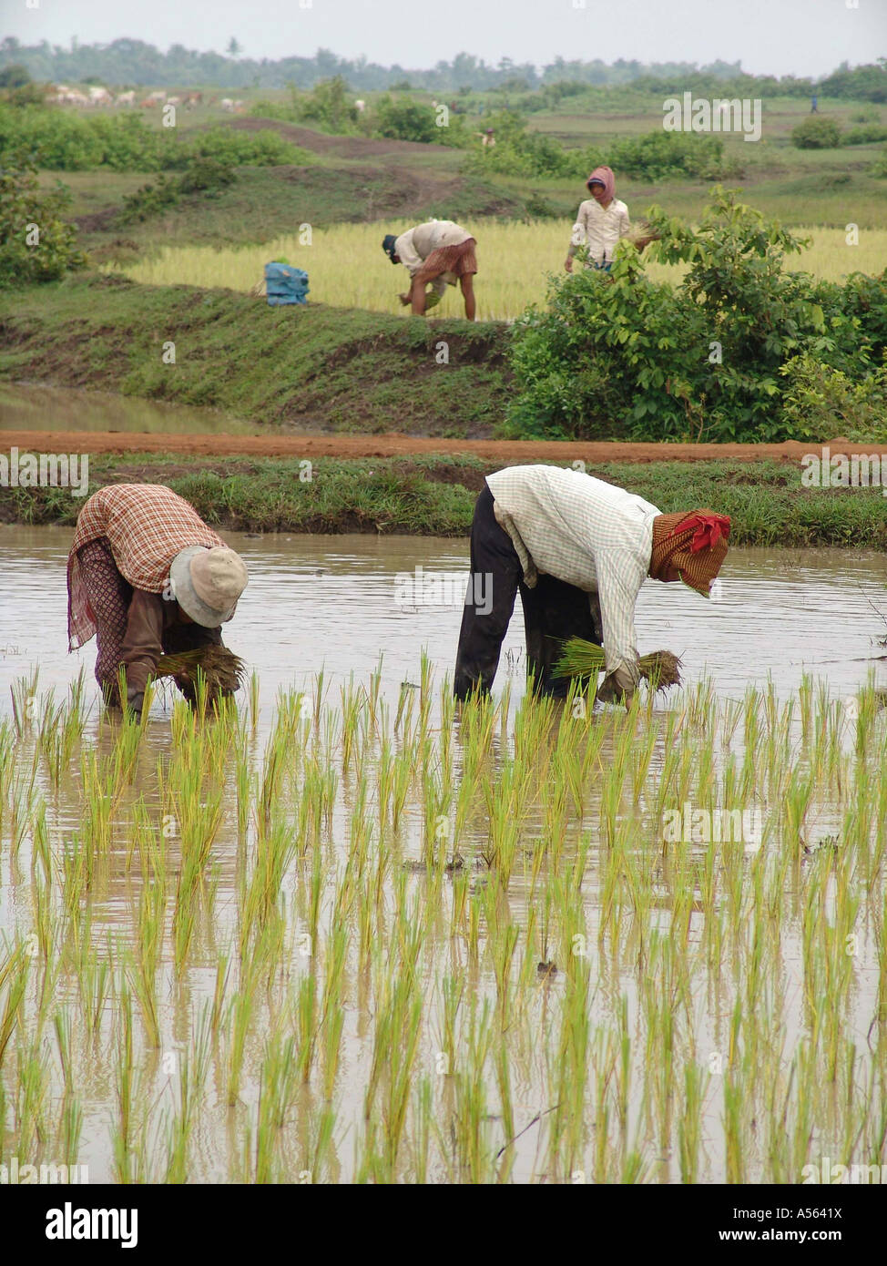 Group people threshing rice crop hi-res stock photography and images ...