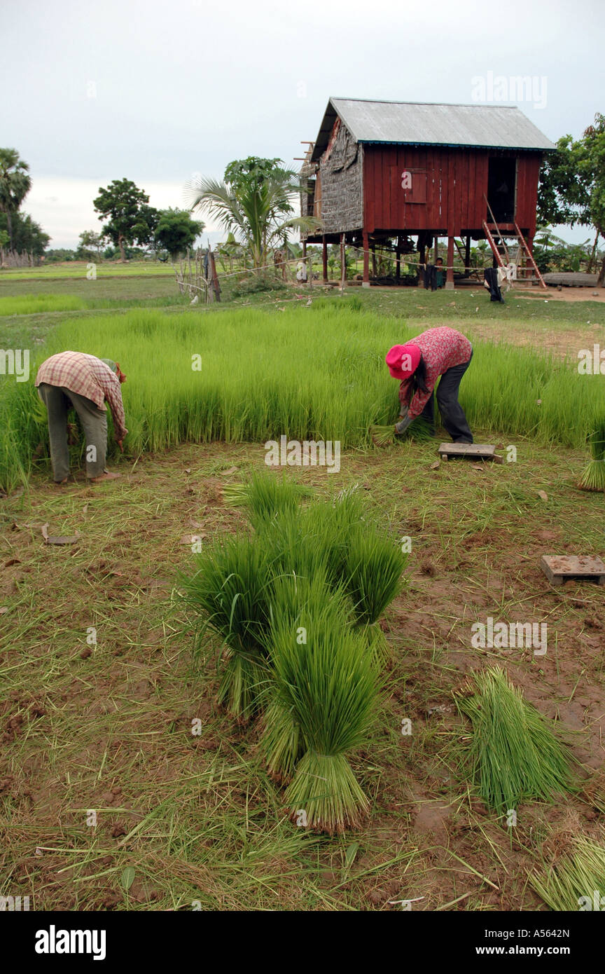 Painet ix2098 cambodia farmers collecting rice seedlings ready for ...