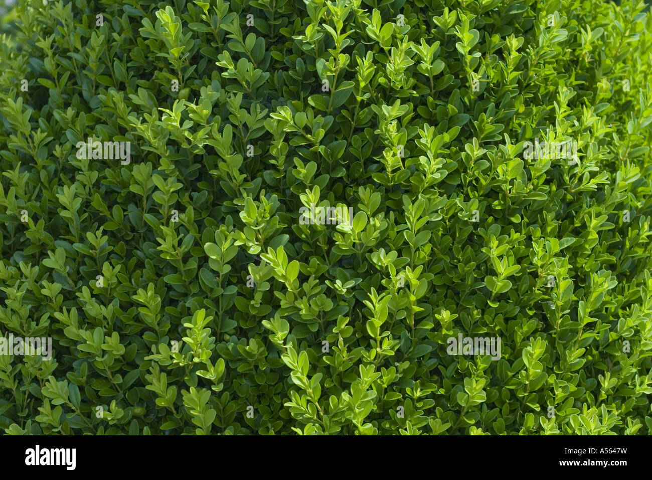 Close up of green hedge Stock Photo - Alamy