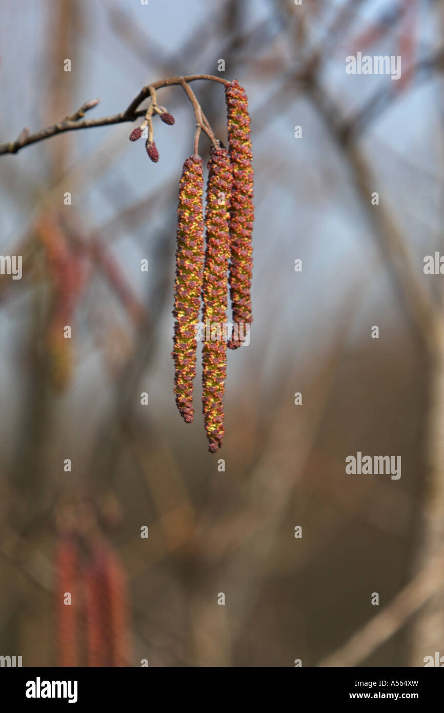 Alder Alnus glutinosa catkins UK winter Stock Photo - Alamy