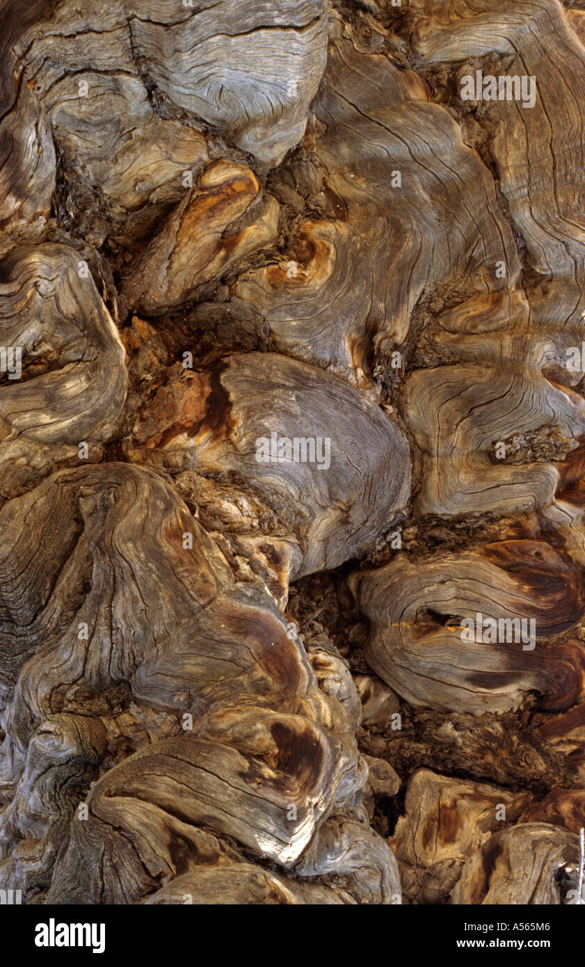 Detail of an Ana tree in Namibia Stock Photo - Alamy