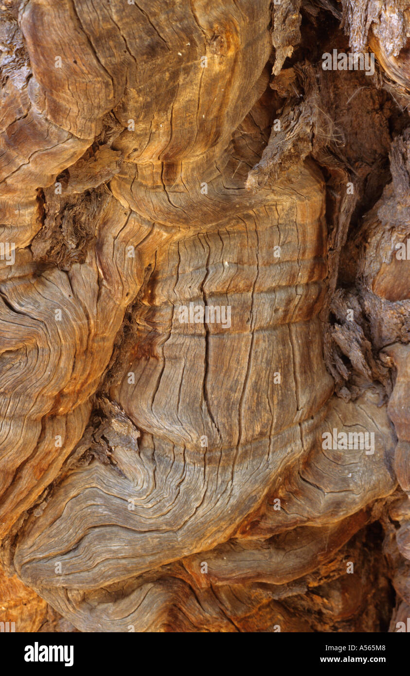 Detail of an Ana tree in Namibia Stock Photo - Alamy
