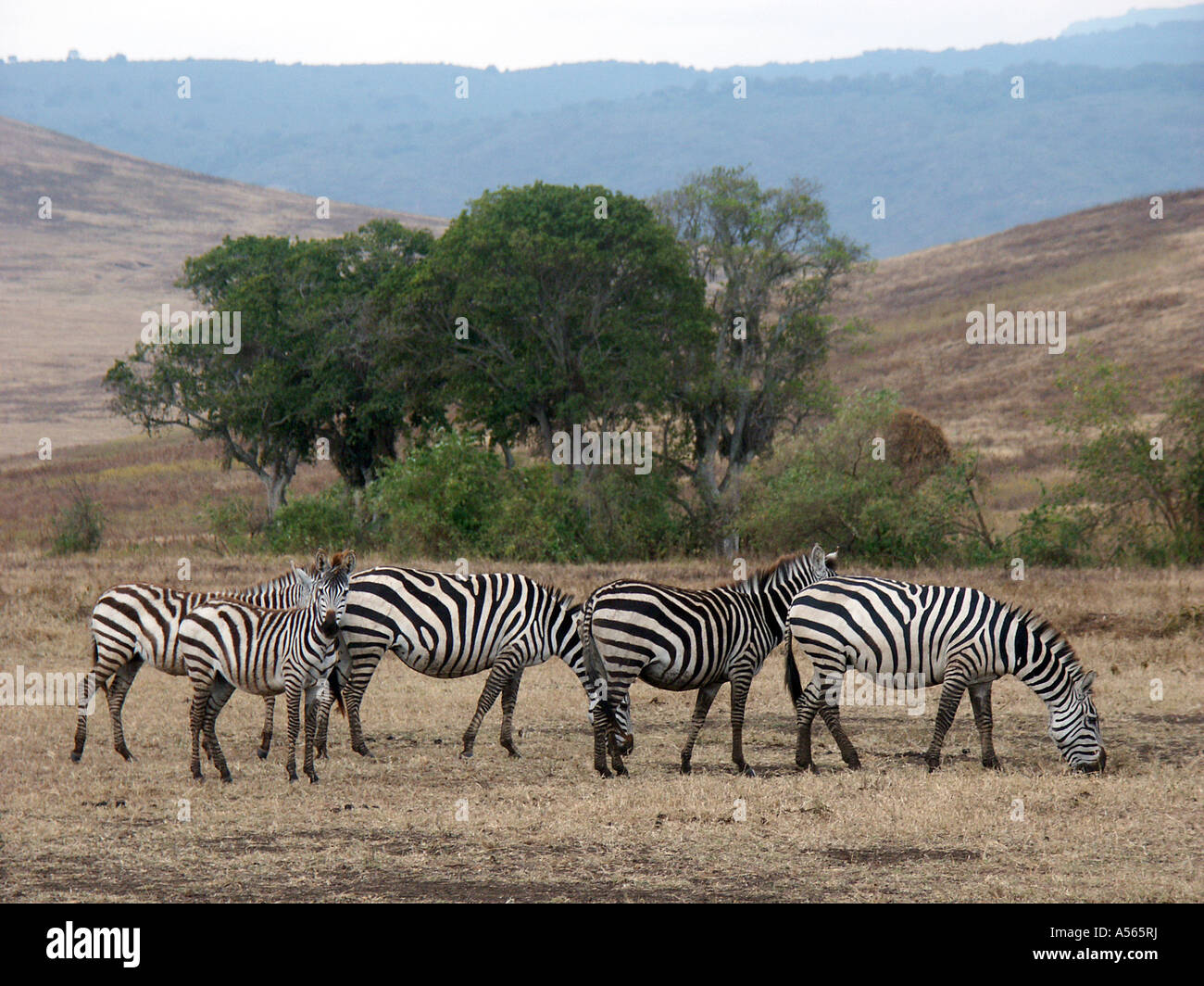 Nation ngorongoro hi-res stock photography and images - Alamy