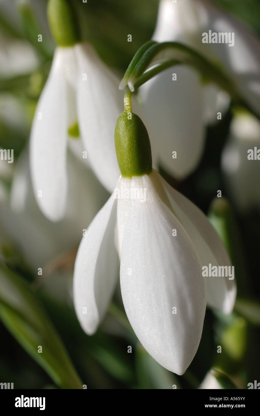 Snowdrop Galanthus nivalis Stock Photo - Alamy